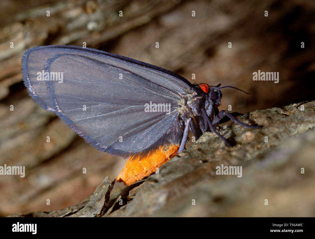 Butterfly collar hi-res stock photography and images - Alamy