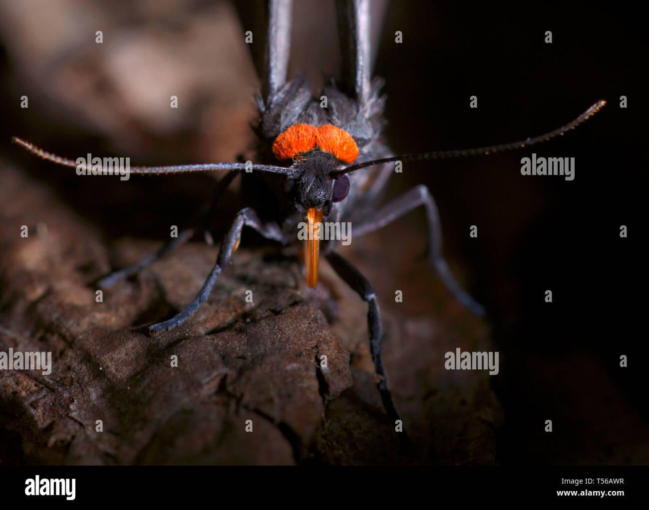 Butterfly collar hi-res stock photography and images - Alamy