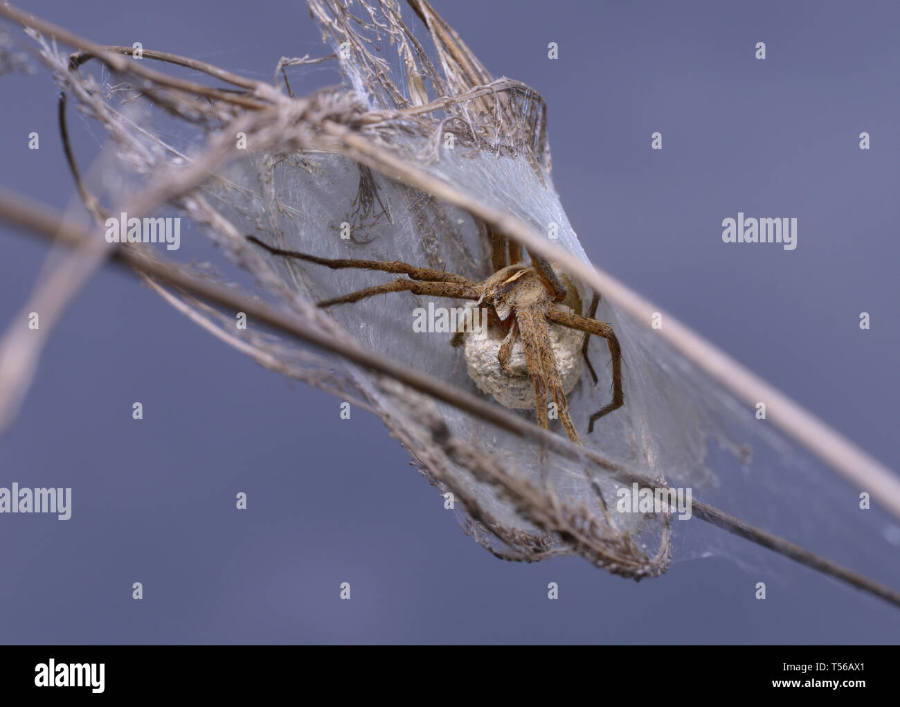Spider Cocoon Stock Photos & Spider Cocoon Stock Images - Alamy