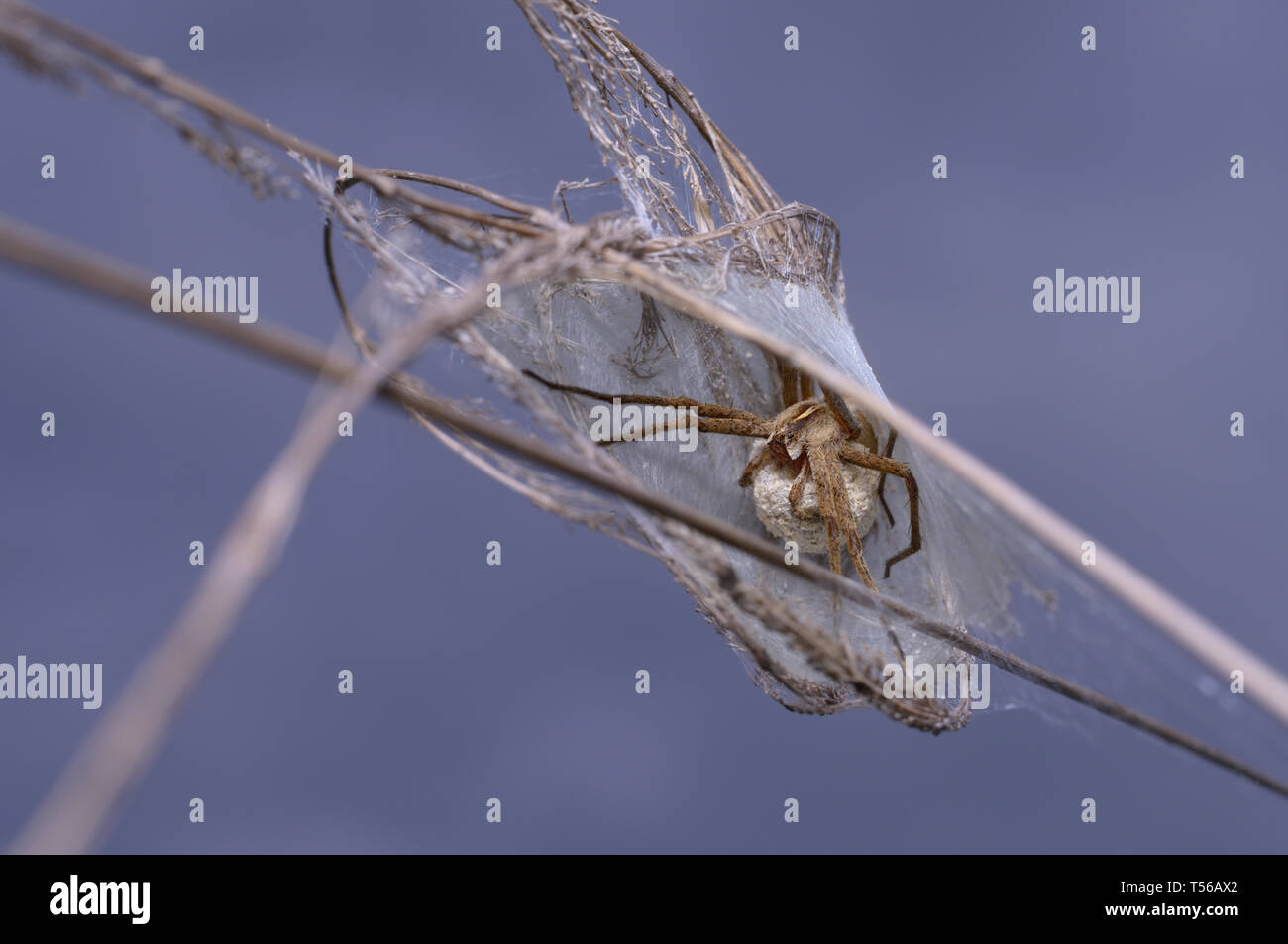 Spider Cocoon Stock Photos & Spider Cocoon Stock Images - Alamy