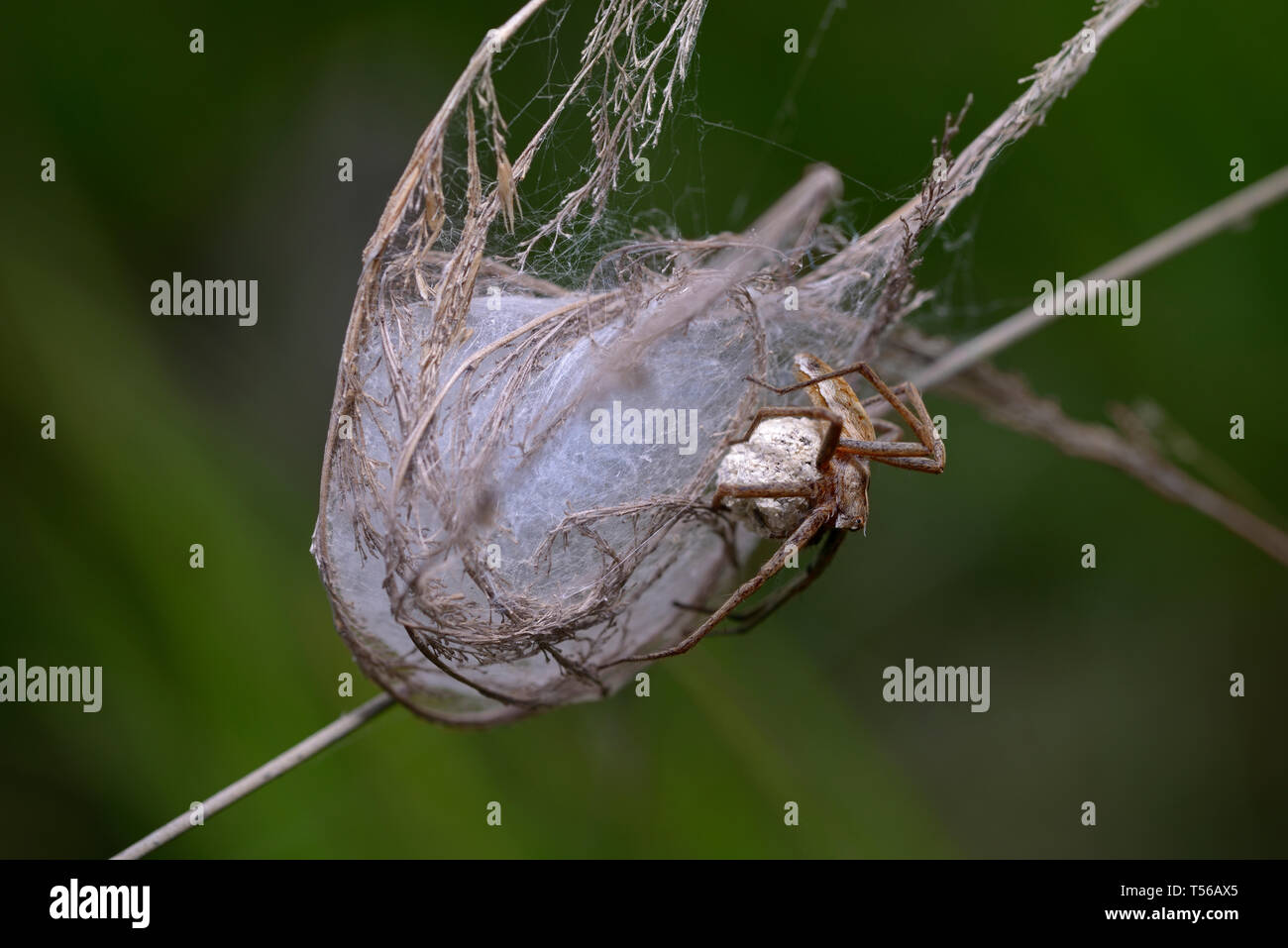Spider Cocoon Stock Photos & Spider Cocoon Stock Images - Alamy