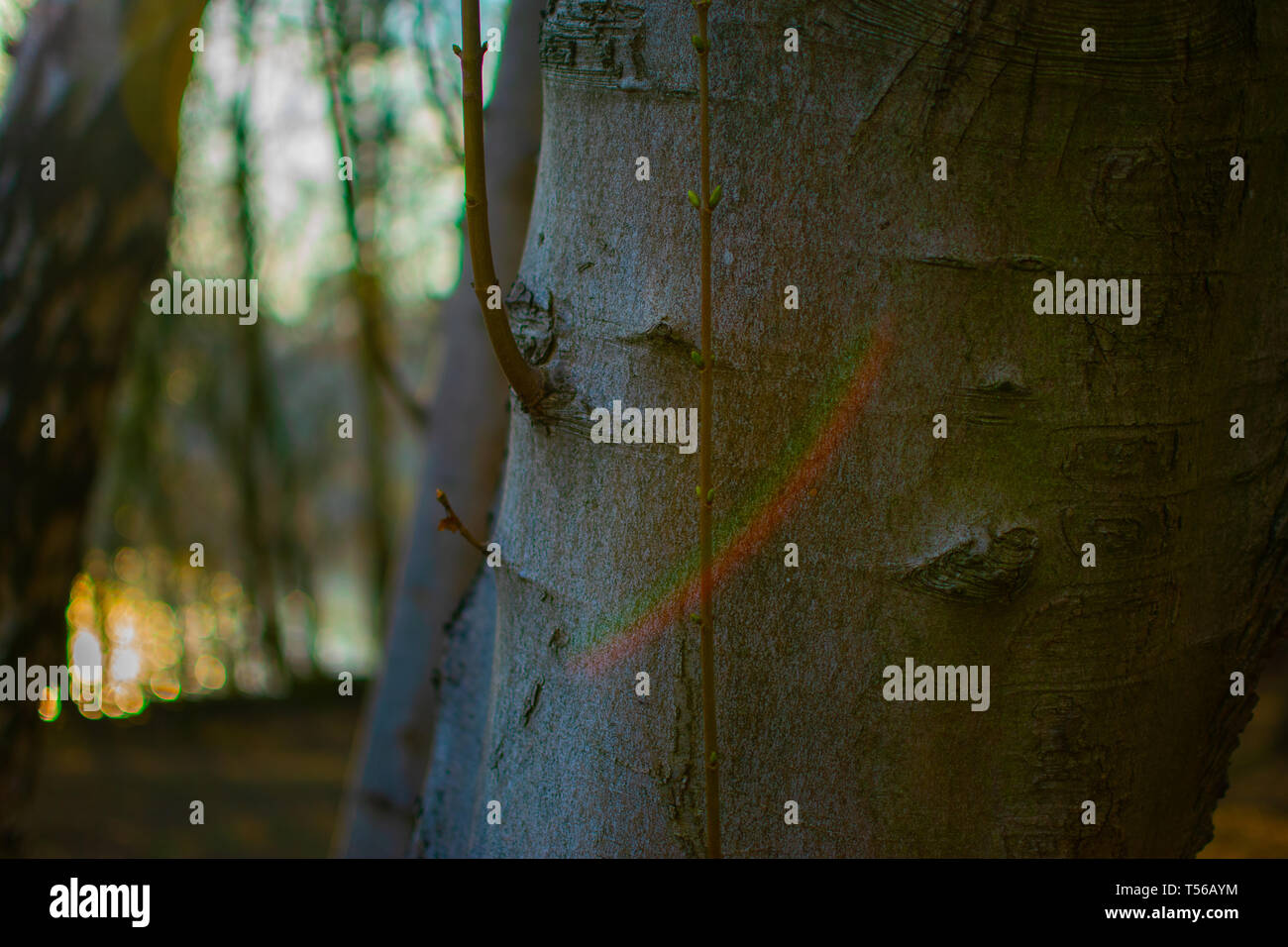 Micro trunk hi-res stock photography and images - Alamy