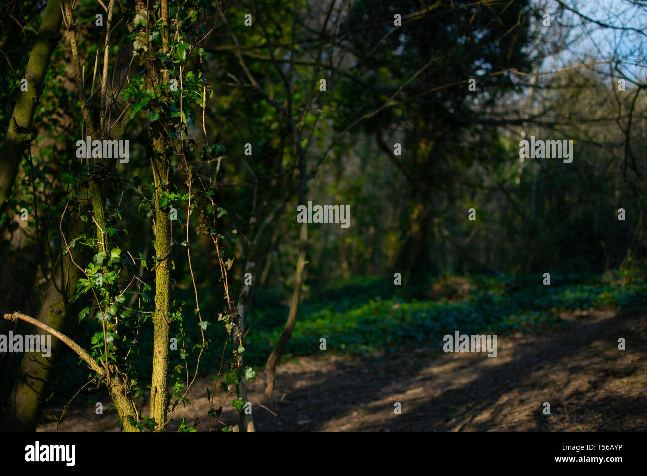 Pathway through forest hi-res stock photography and images - Alamy