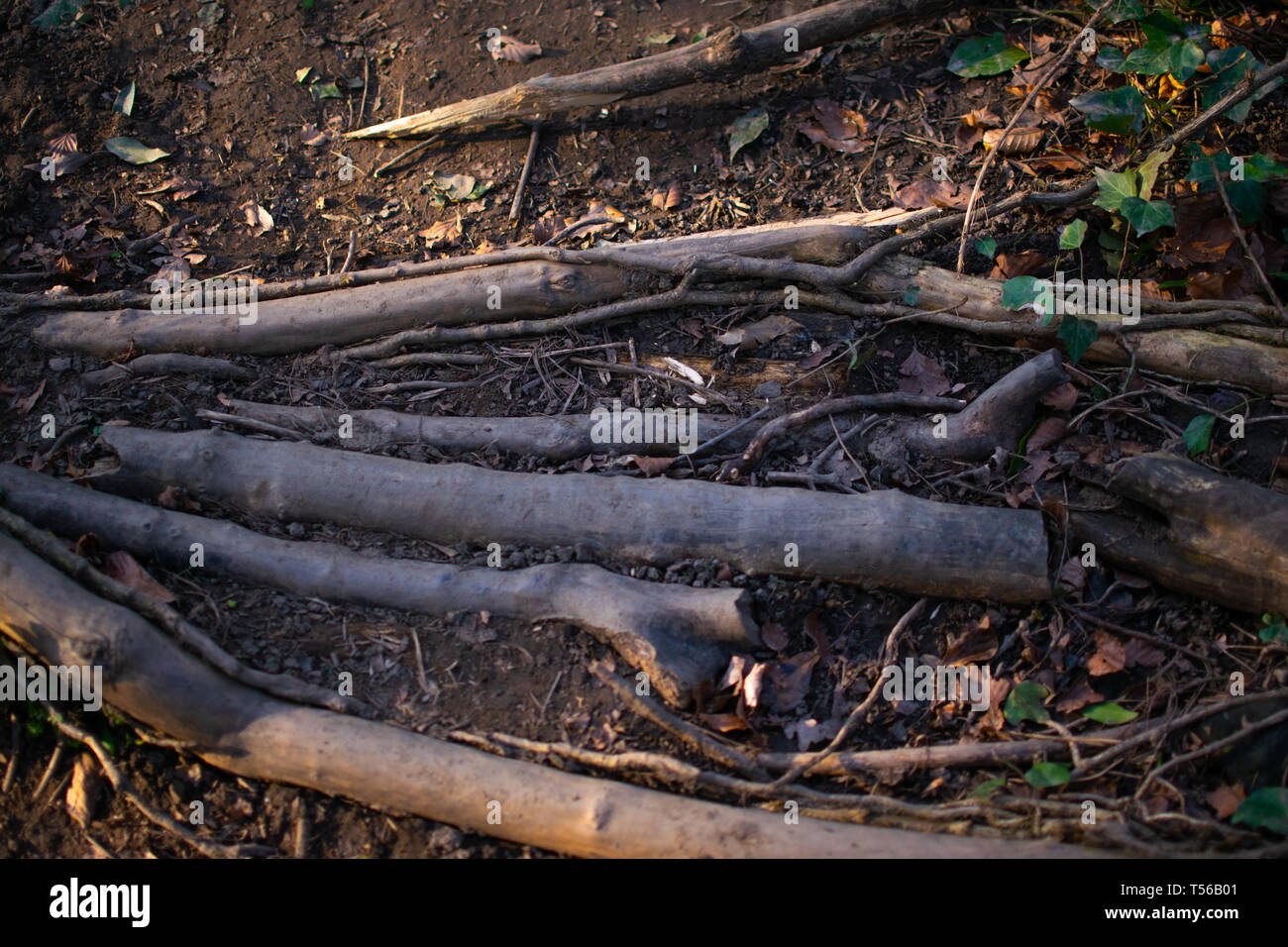 Hidden roots hi-res stock photography and images - Alamy