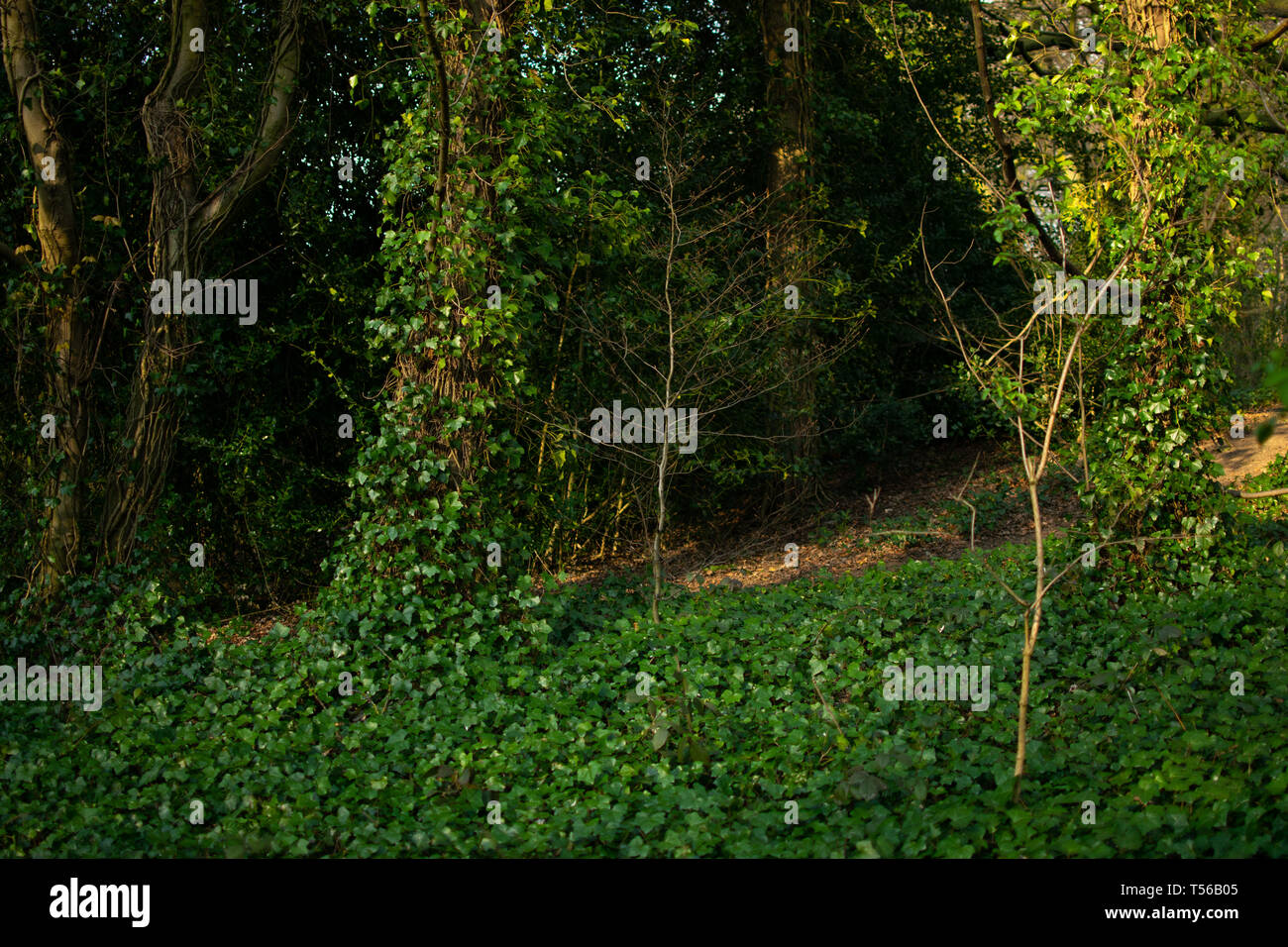 Pathway through forest hi-res stock photography and images - Alamy
