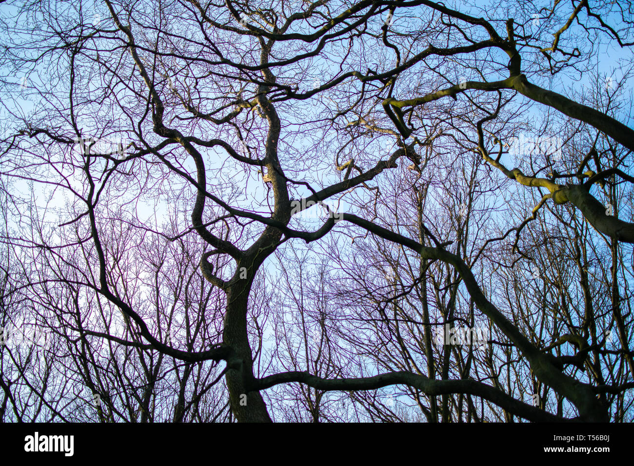 Tree Branches in the Sky Stock Photo - Alamy