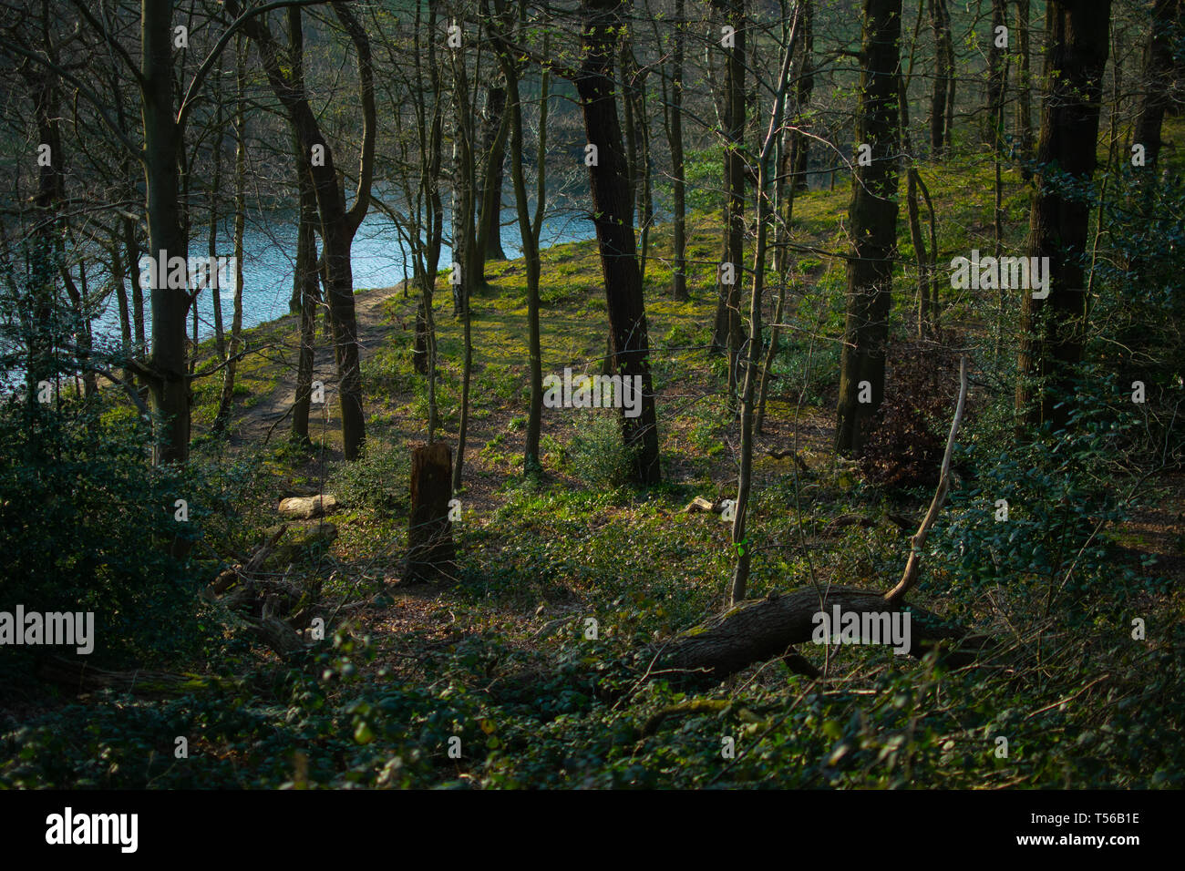 Pathway through forest hi-res stock photography and images - Alamy