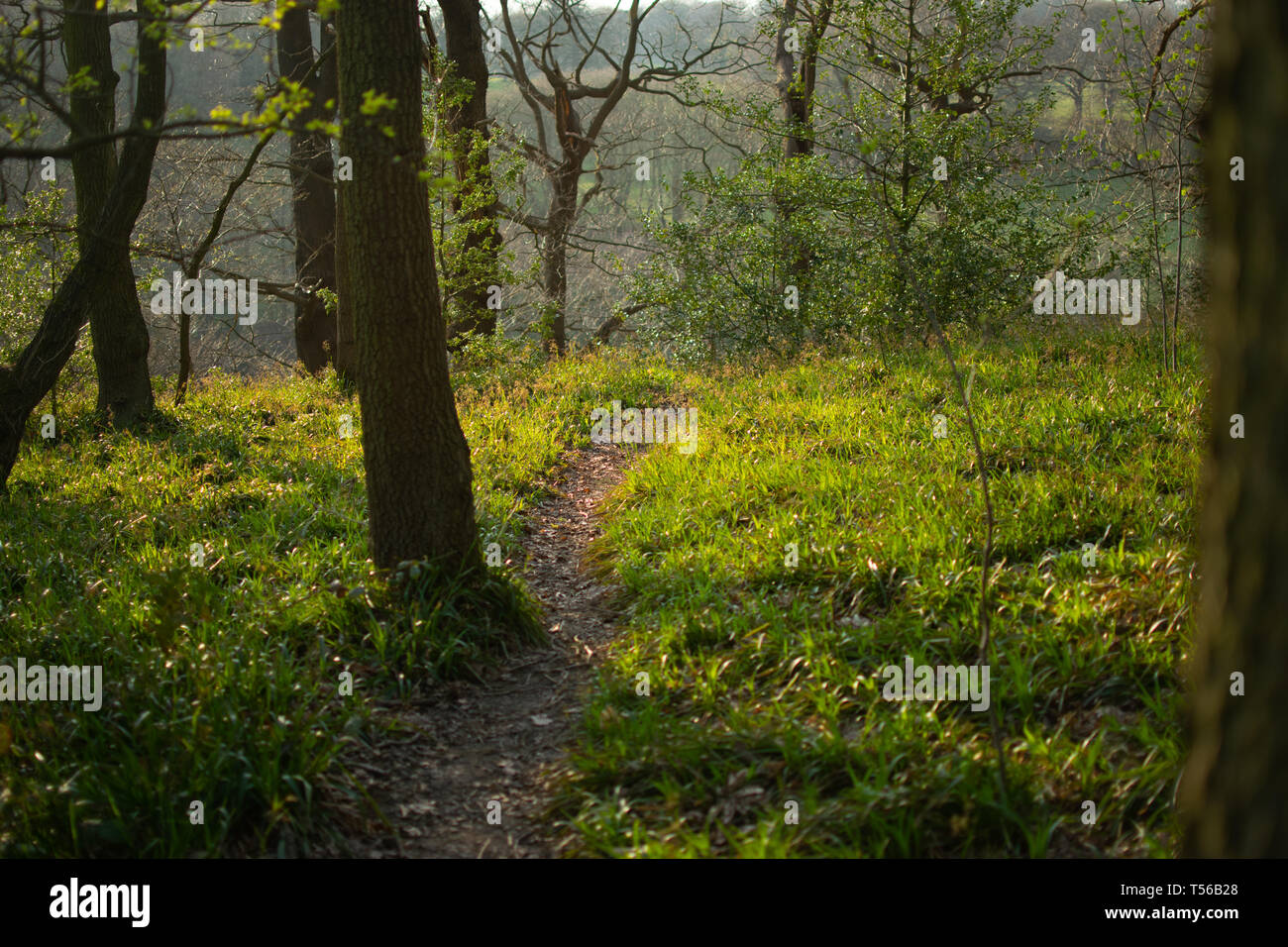 Pathway Through Forest Stock Photo - Alamy