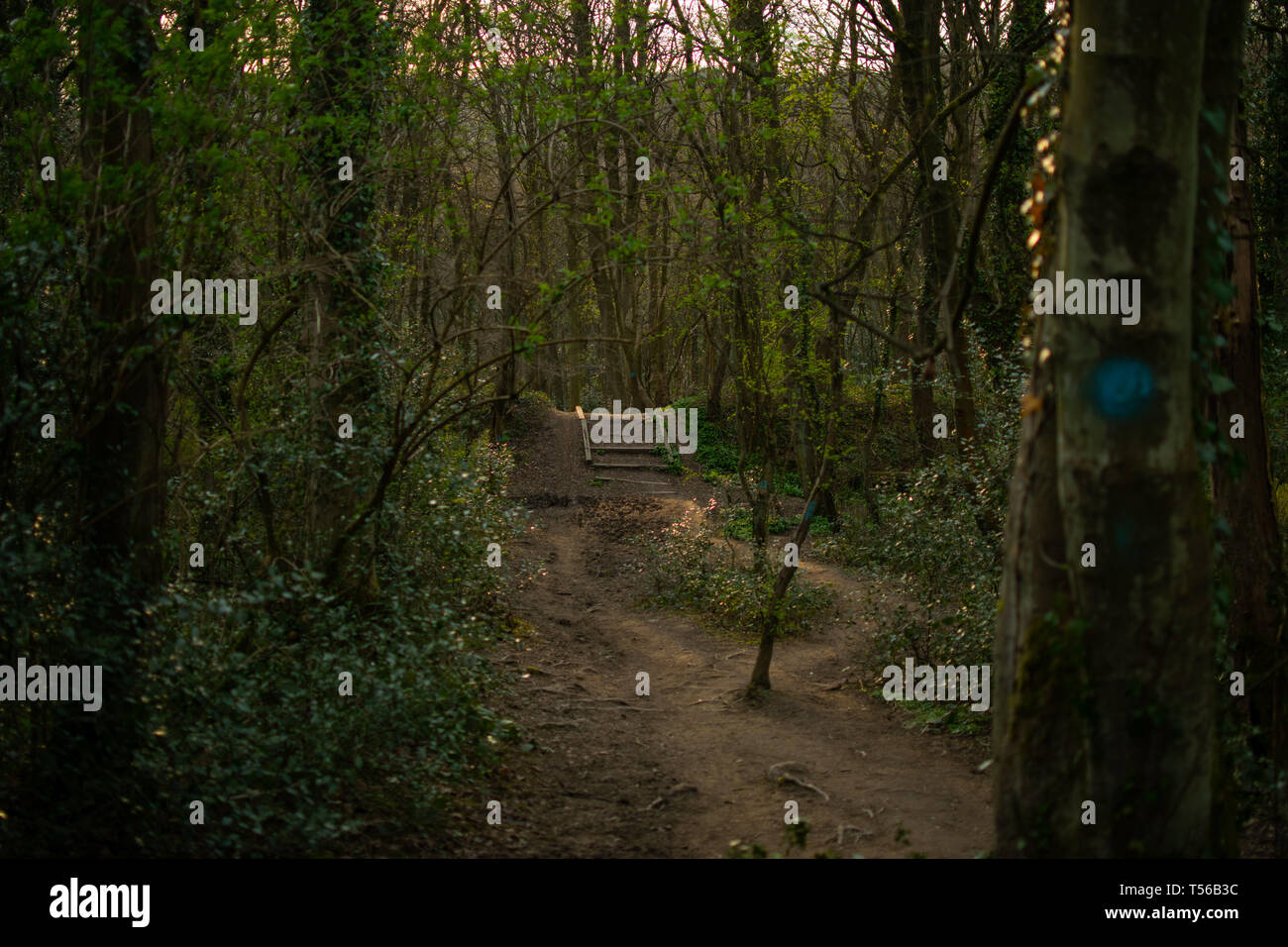 Pathway Through Forest Stock Photo - Alamy
