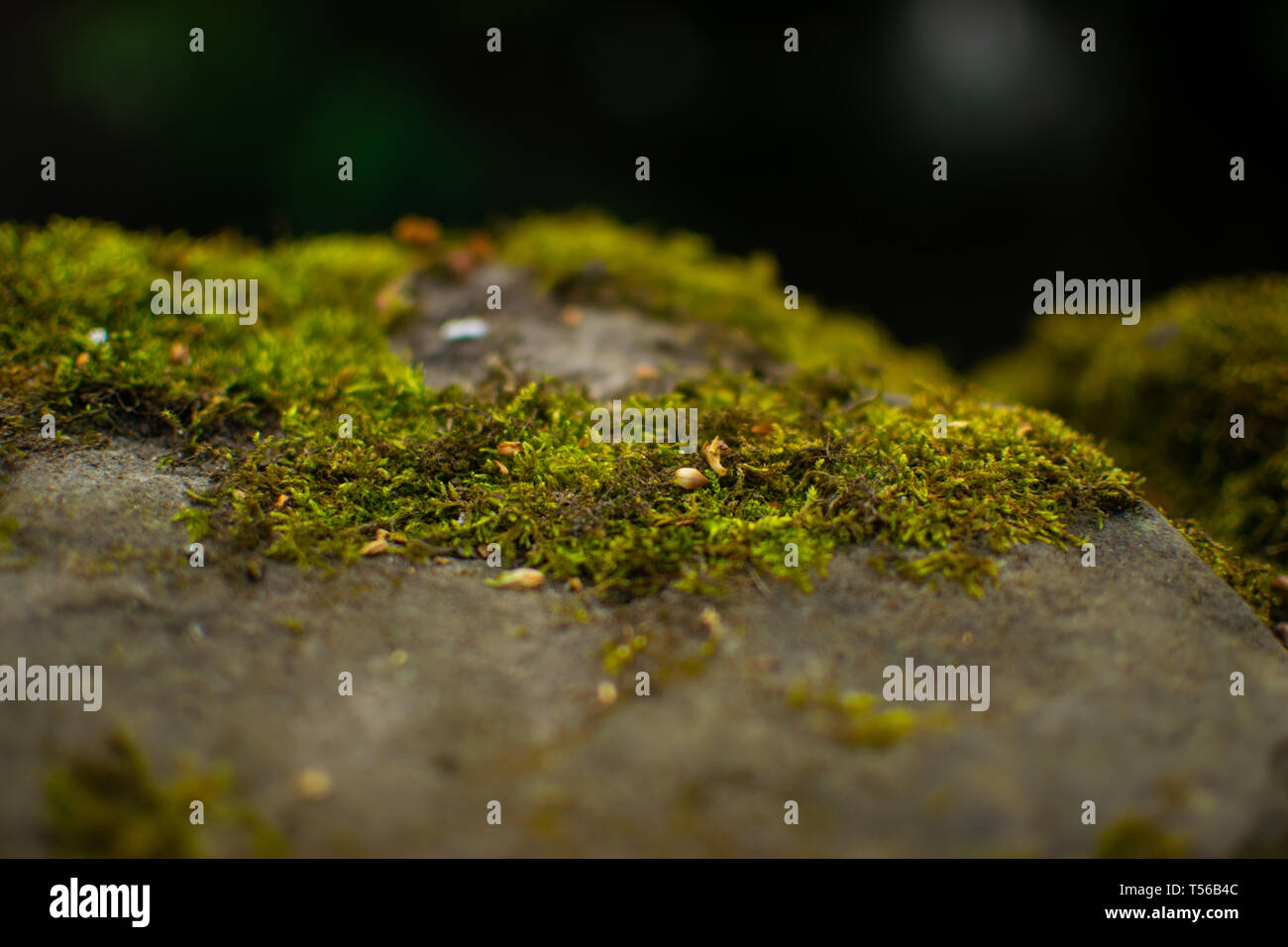 Micro rocks hi-res stock photography and images - Alamy