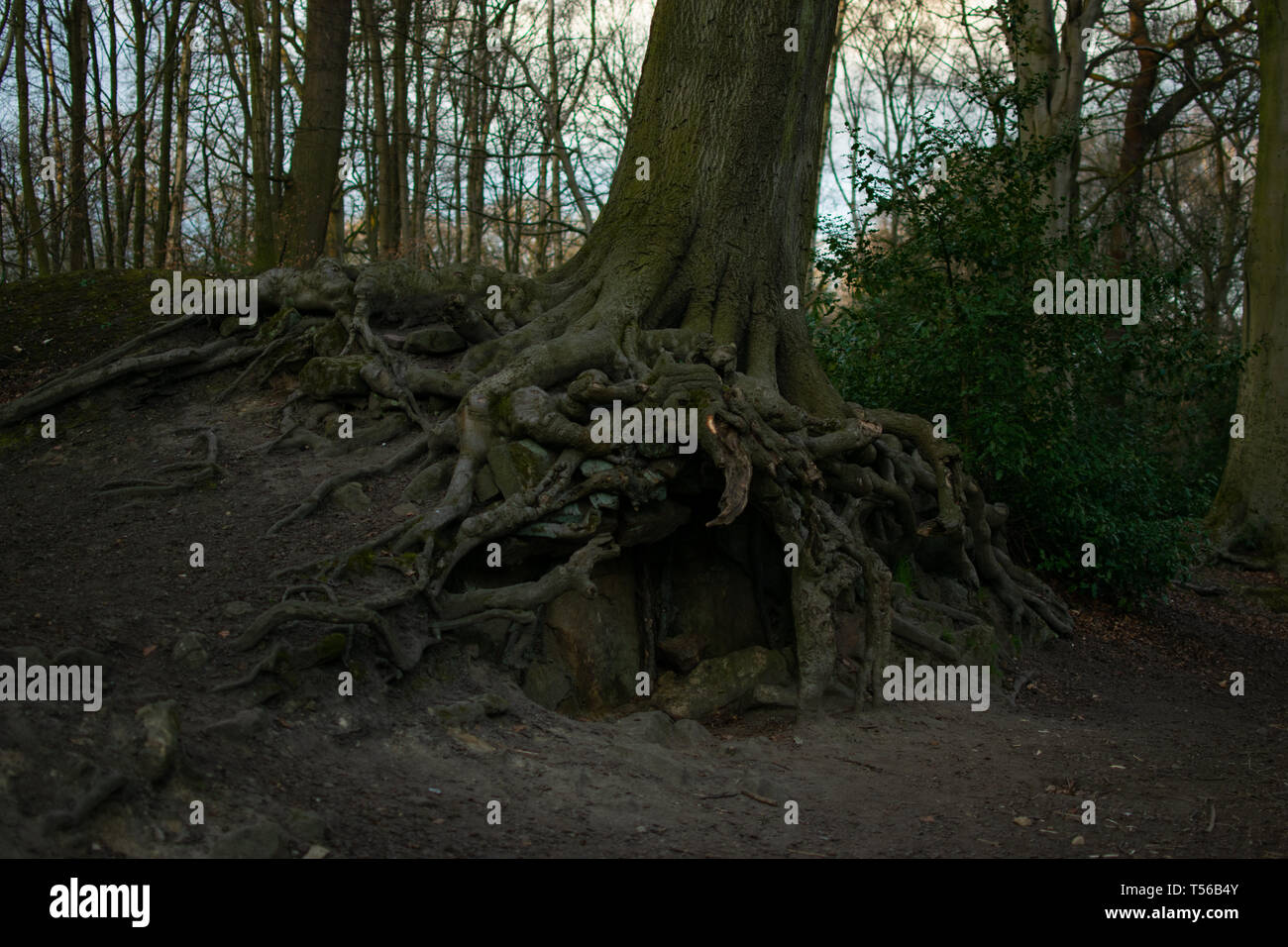 Overgrown forest hi-res stock photography and images - Alamy