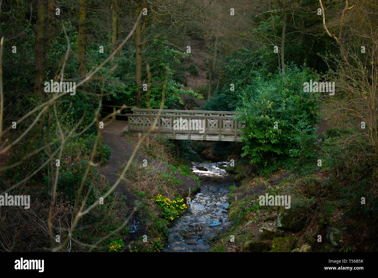 Bridge In Forest Stock Photo - Alamy