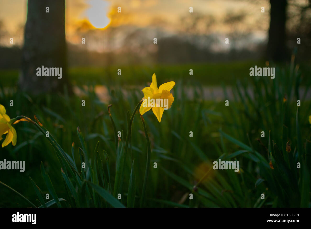 Daffodil sunset hi-res stock photography and images - Alamy