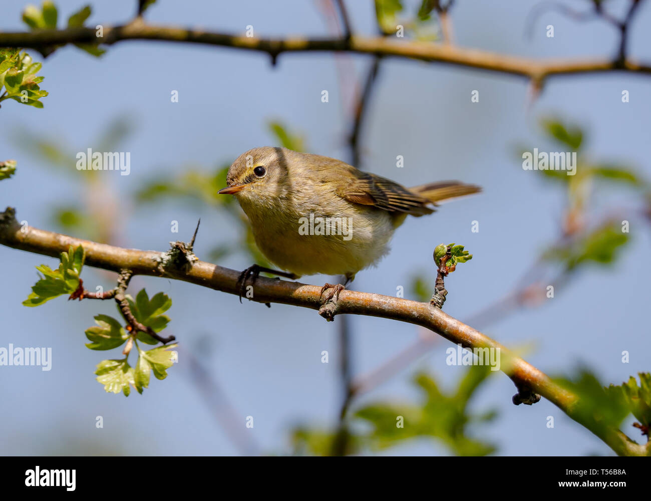 Chiffchaff nest uk hi-res stock photography and images - Alamy