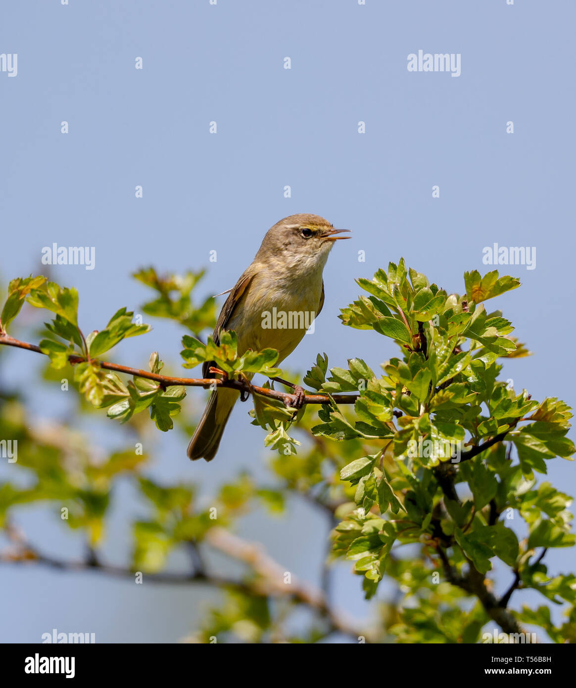 Chiffchaff nest uk hi-res stock photography and images - Alamy