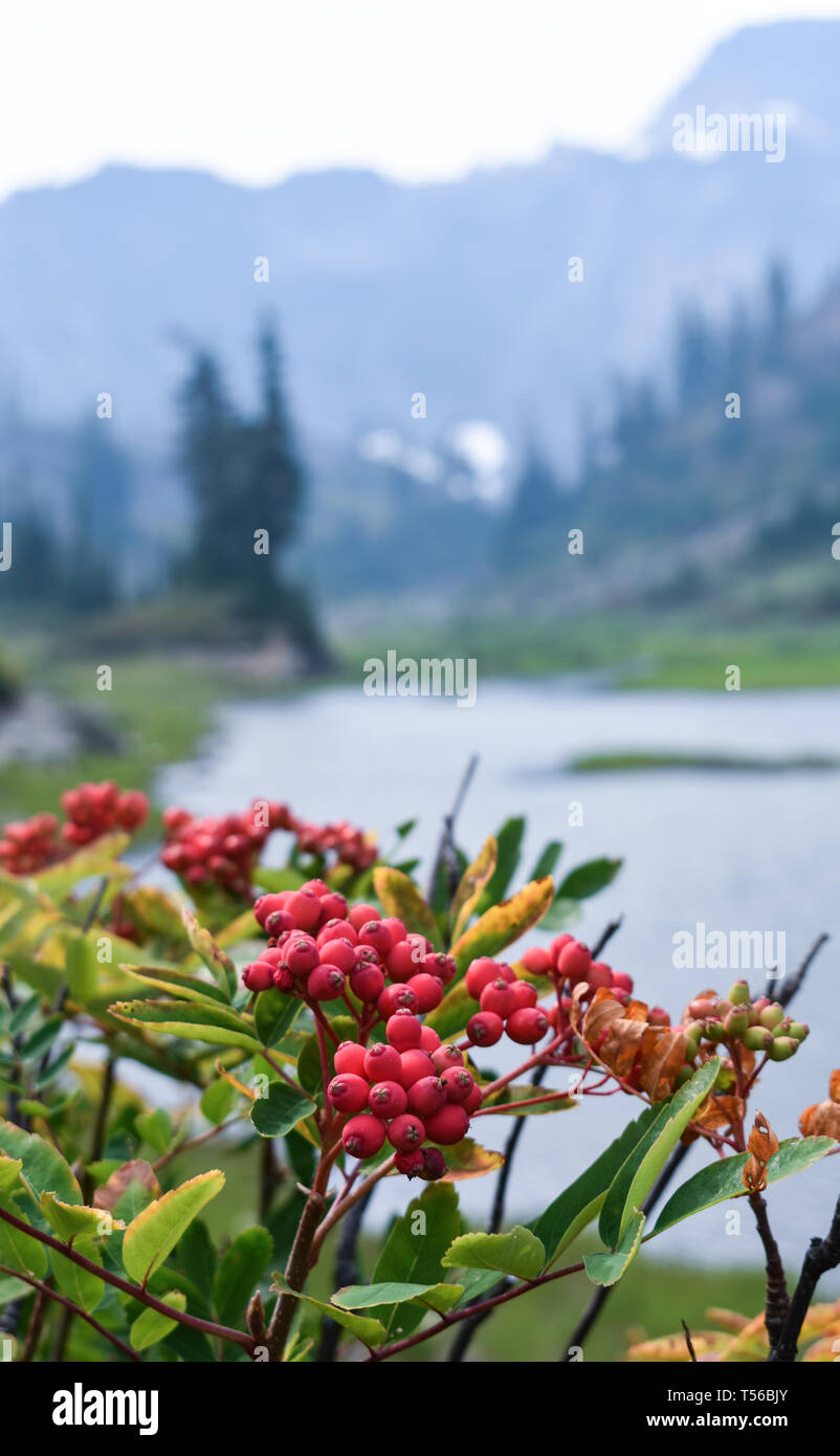Wild red mountain berries on a plant with blue lake and trees ...