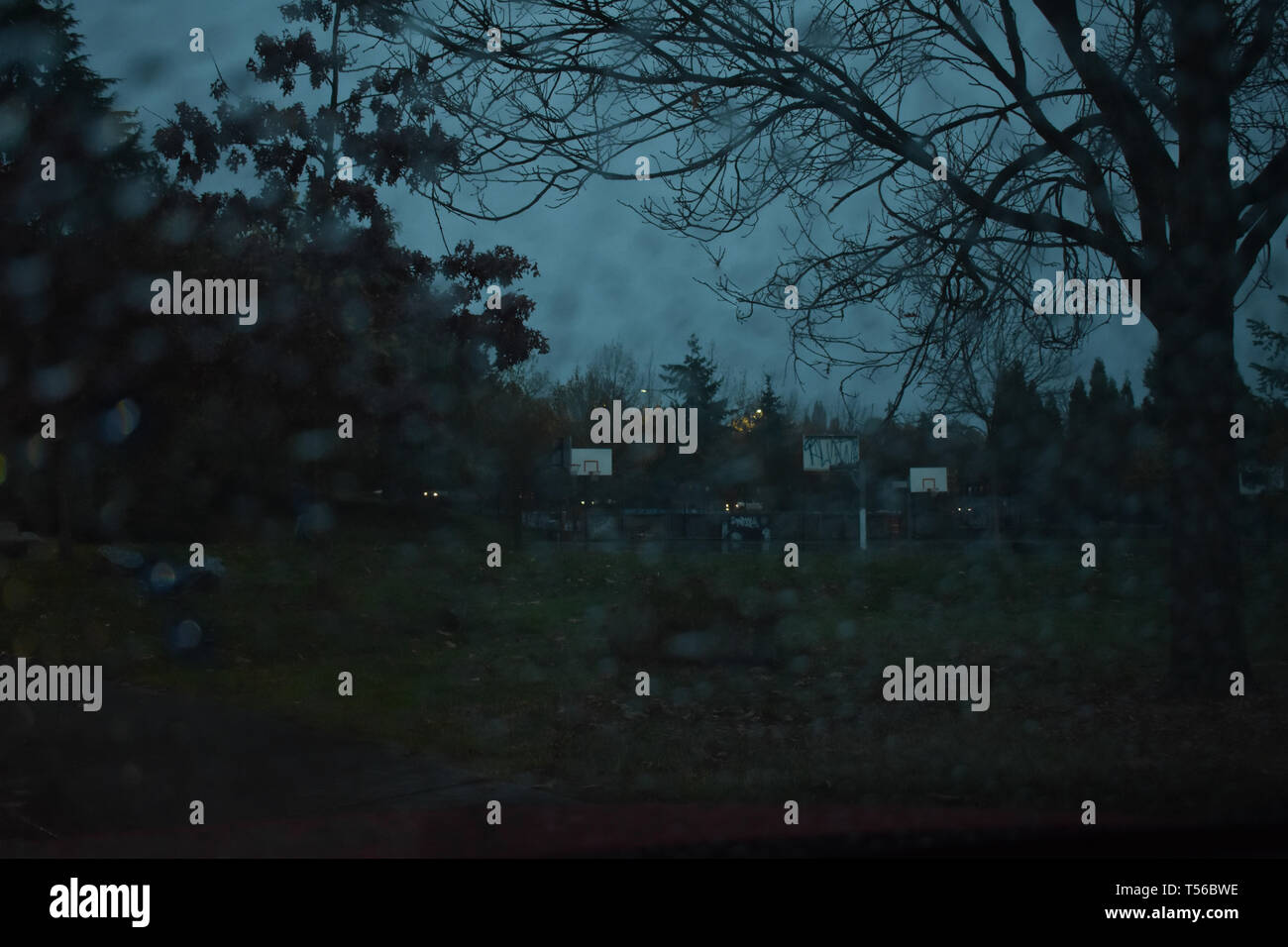 Tree of the sad night hi-res stock photography and images - Alamy