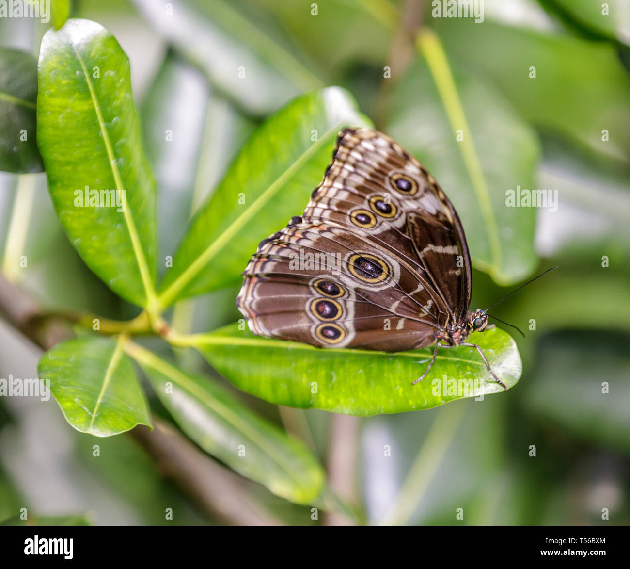 Underside wing of blue morpho butterfly hi-res stock photography and ...