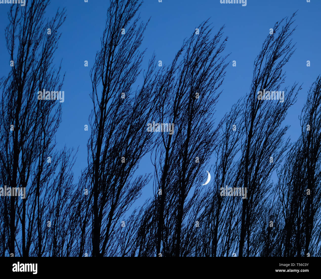 Full moon through tree branches hi-res stock photography and images - Alamy