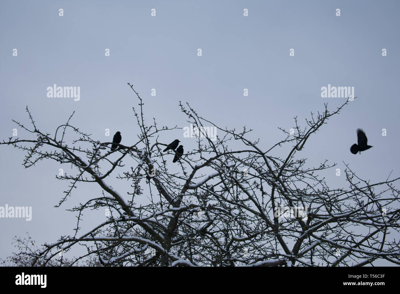 Crow flying away from a flock on a dead tree with cloudy background ...