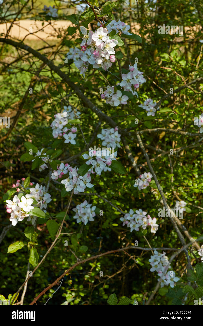 White flowers nature close-up in spring with green background Stock ...