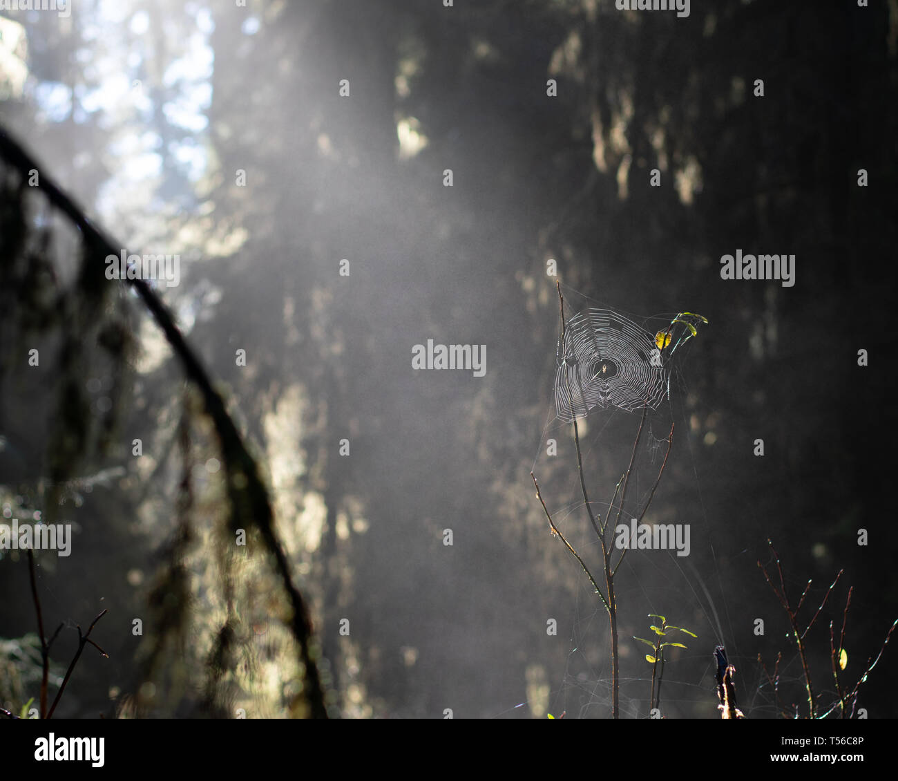 Spider web in the trees of a dense green forest. Sunlight shining ...