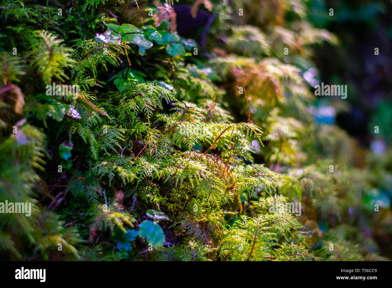 Baby woody hi-res stock photography and images - Alamy