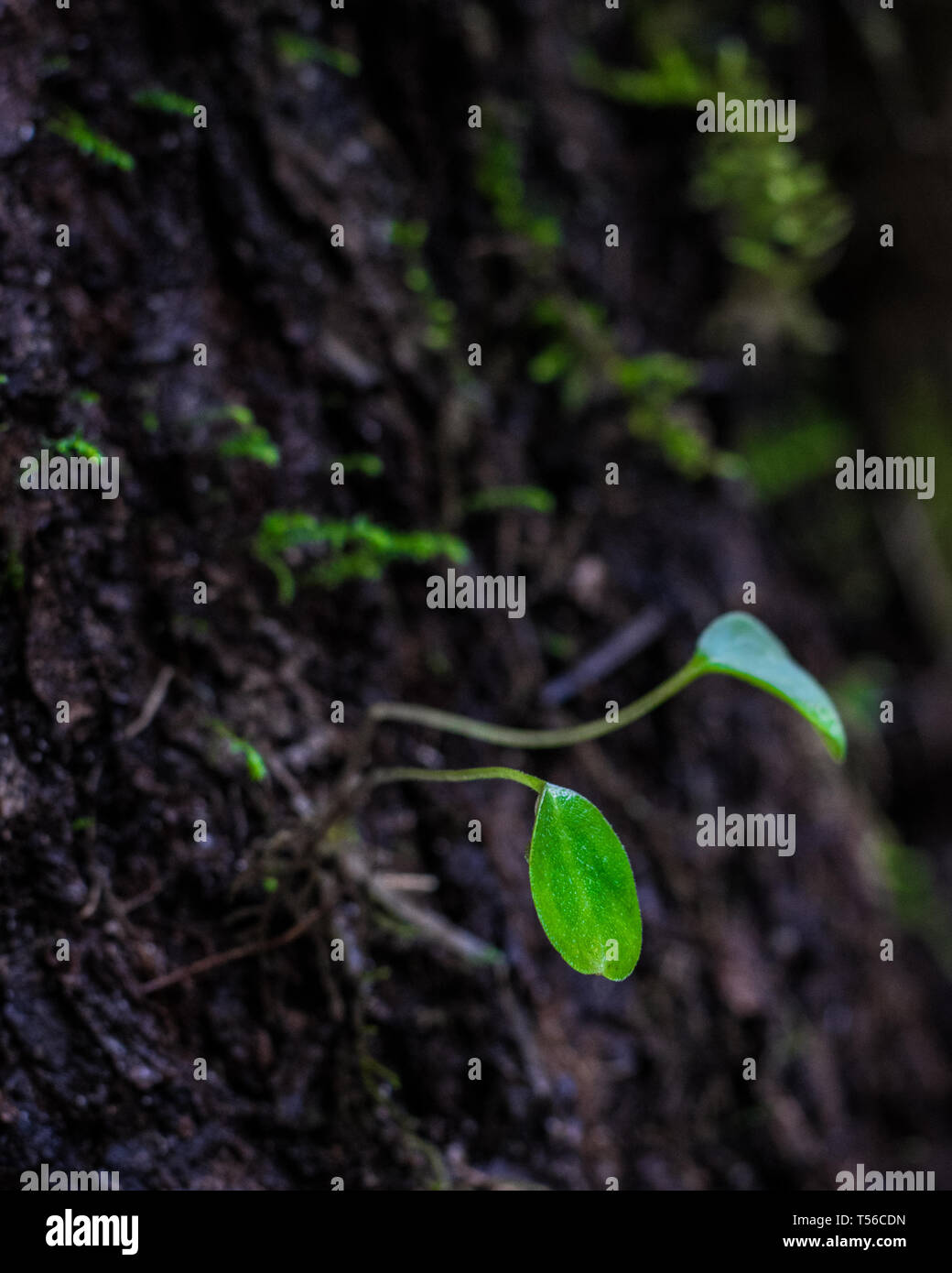 Tree nurseries hi-res stock photography and images - Alamy