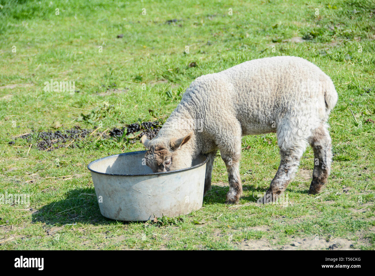 Animal feeding trough hi-res stock photography and images - Alamy