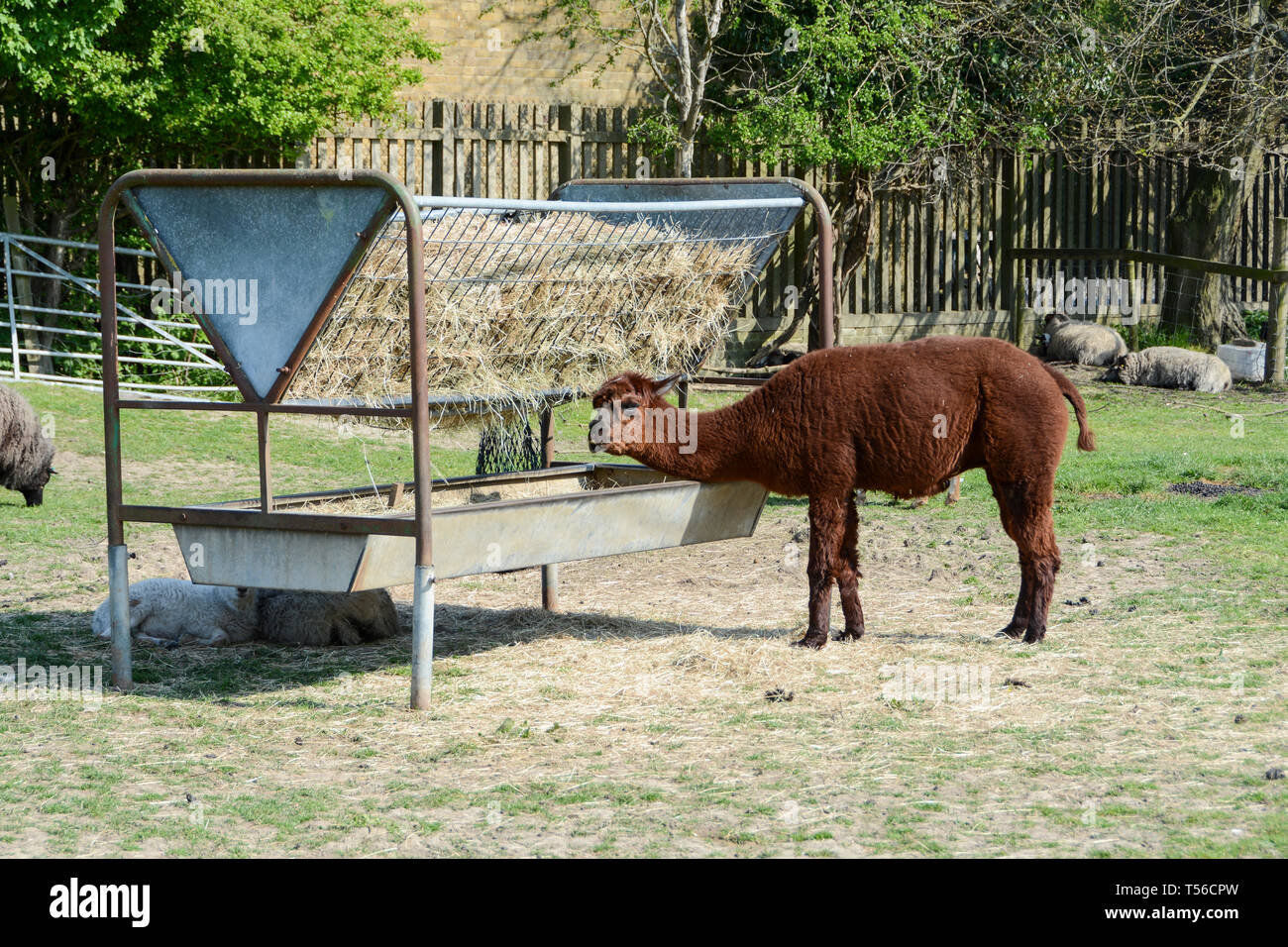 Alpaca fiber hi-res stock photography and images - Alamy