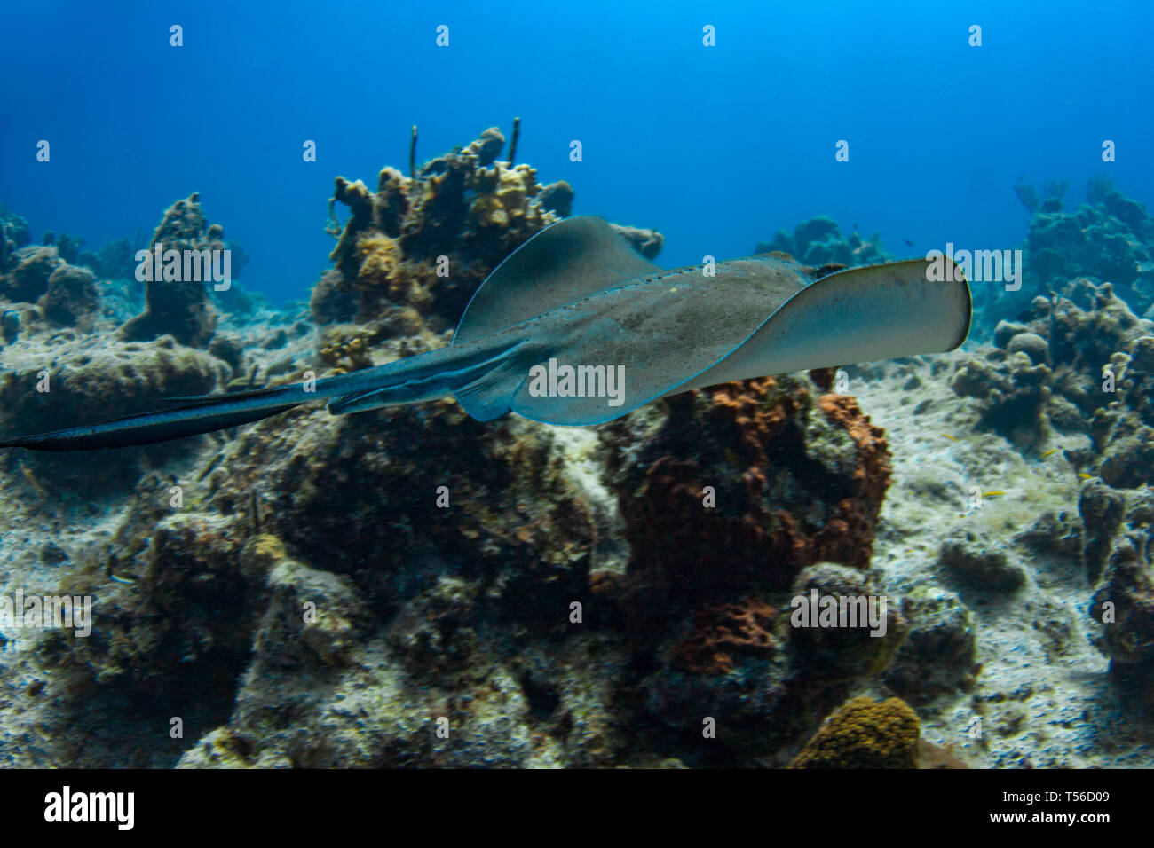 Stingray barb hi-res stock photography and images - Alamy
