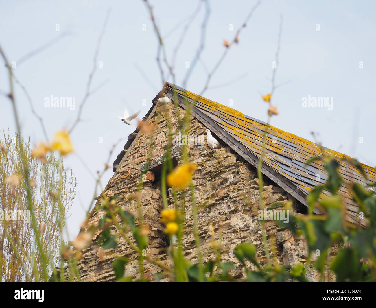 Chantry ruins hi-res stock photography and images - Alamy