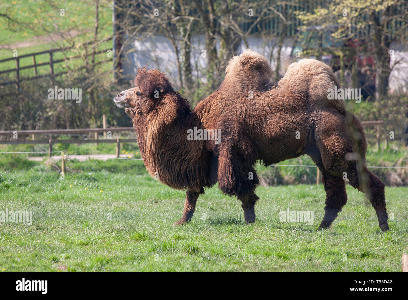 Two Humped Camel Stock Photo - Alamy