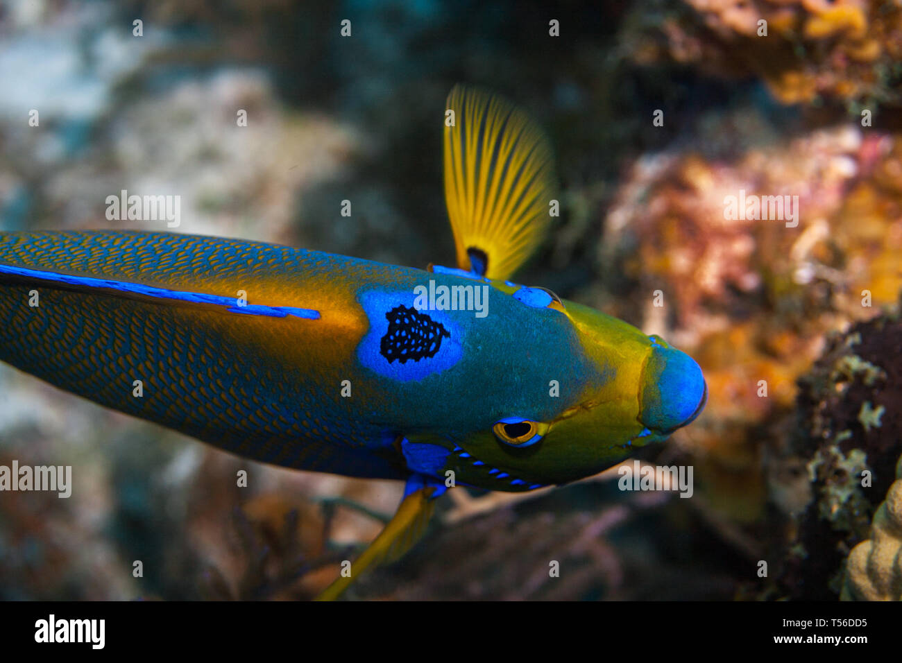Regal and beautiful Queen Angelfish searching for food on a coral reef ...