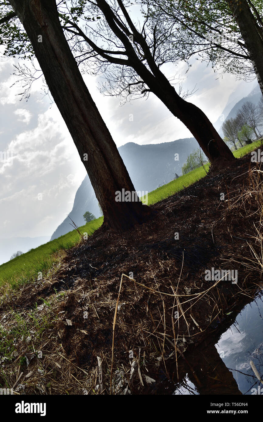 Rotation to the corners of the picture the tree trunk and all the ...