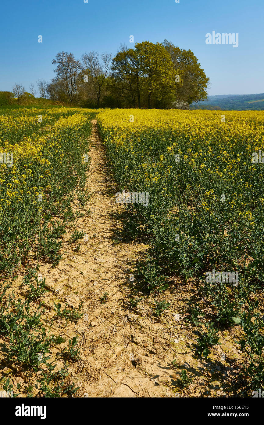 Tree in Rapeseed field in the Kent agricultural landscape Stock Photo ...