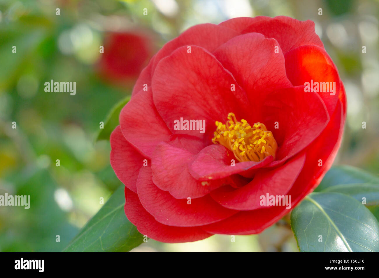 Red camellia flower hi-res stock photography and images - Alamy