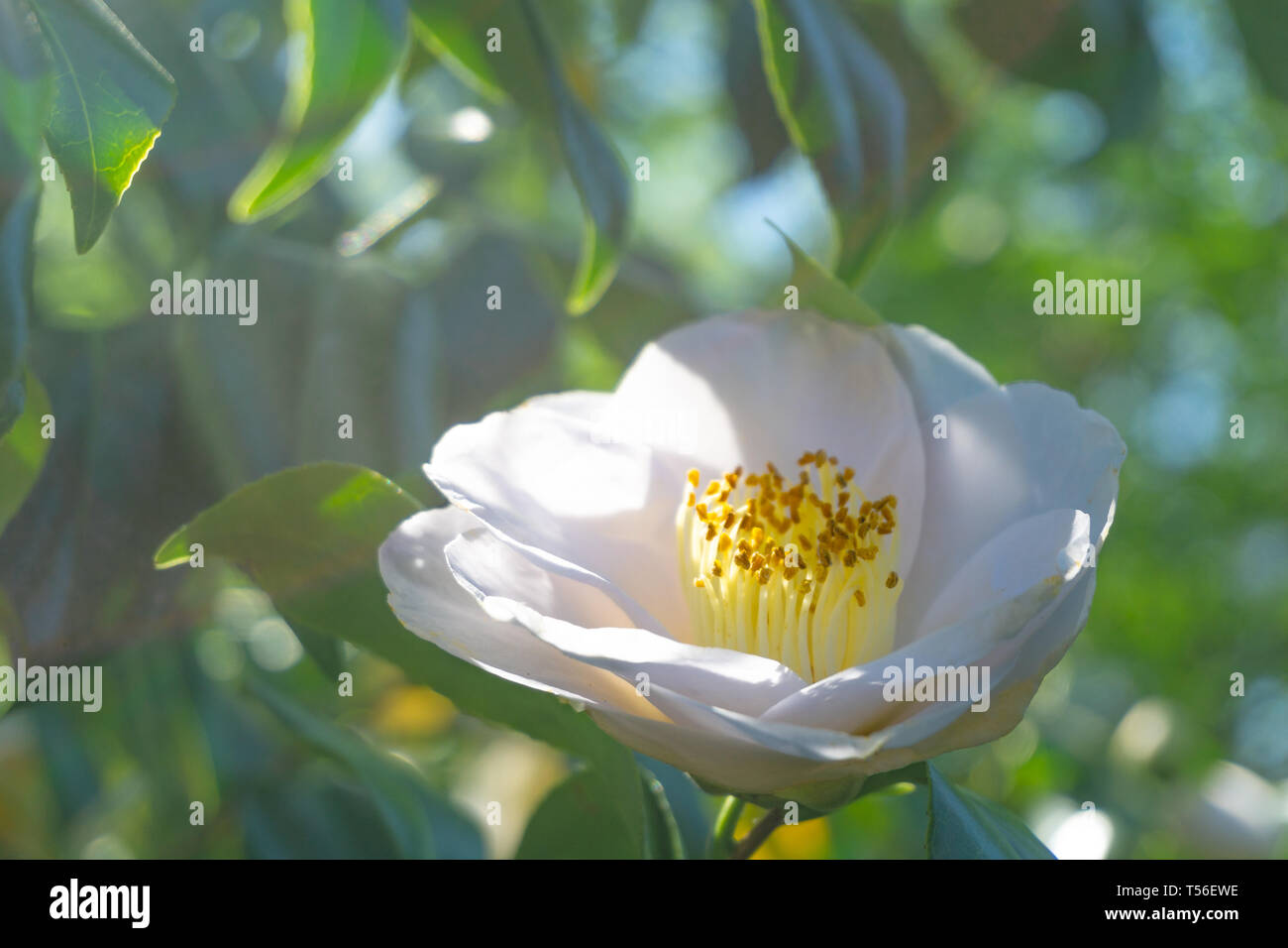 Camellia japonica white flower hi-res stock photography and images - Alamy