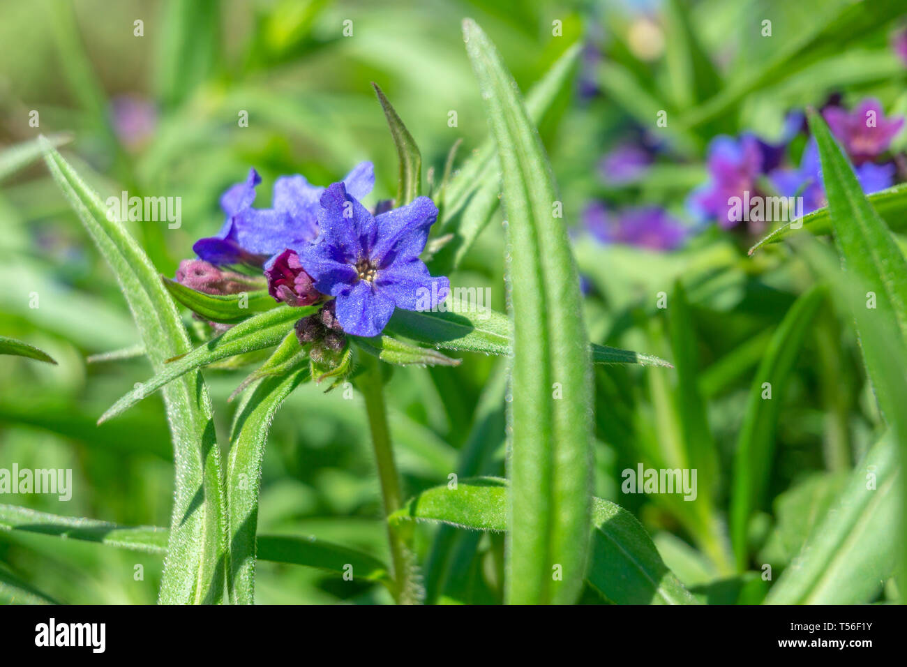 Purple gromwell lithospermum purpurocaeruleum hi-res stock photography ...