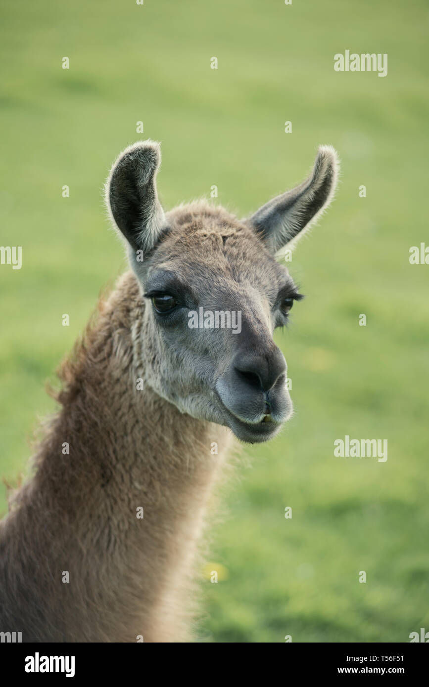 Profile llama animal head hi-res stock photography and images - Alamy
