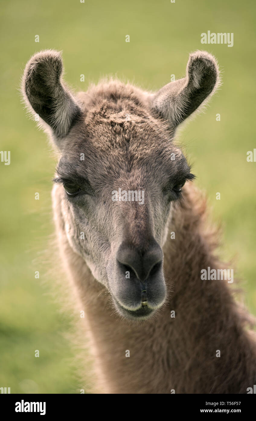 Profile llama animal head hi-res stock photography and images - Alamy