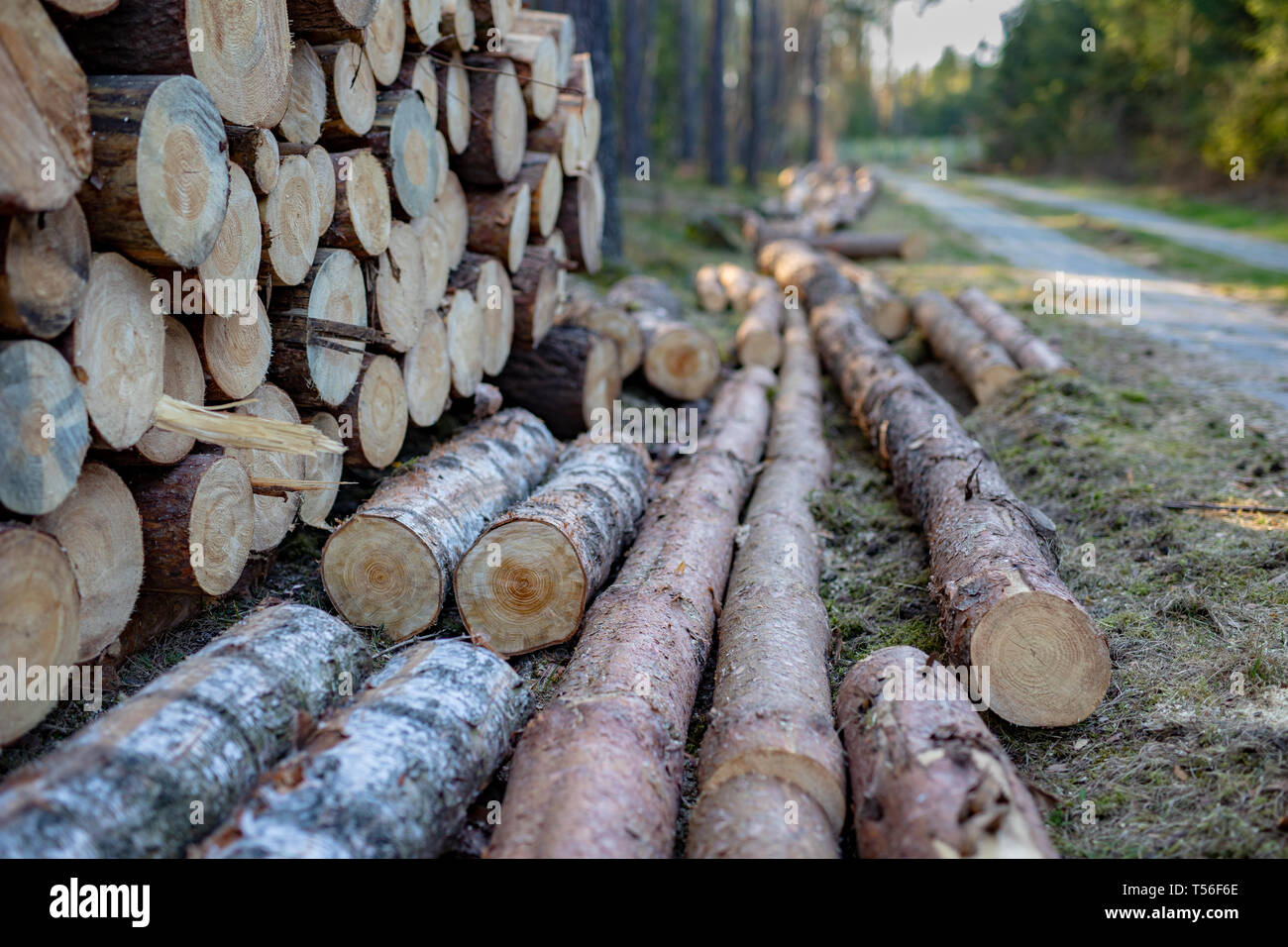 A pile of wood by a concrete road in a forested area. Works carried out ...