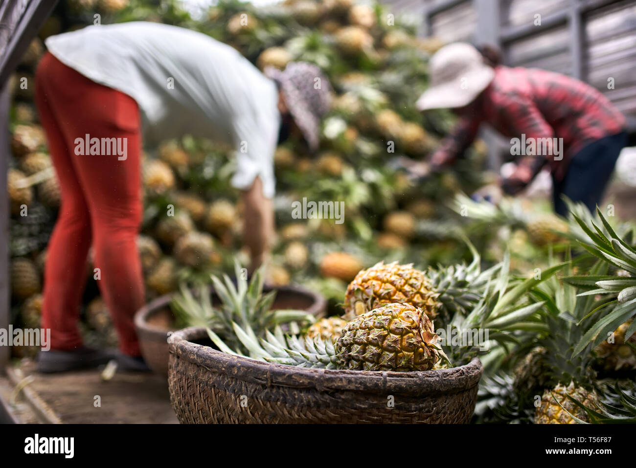 Truck fully loaded with fresh pineapples and two workers which sorting ...