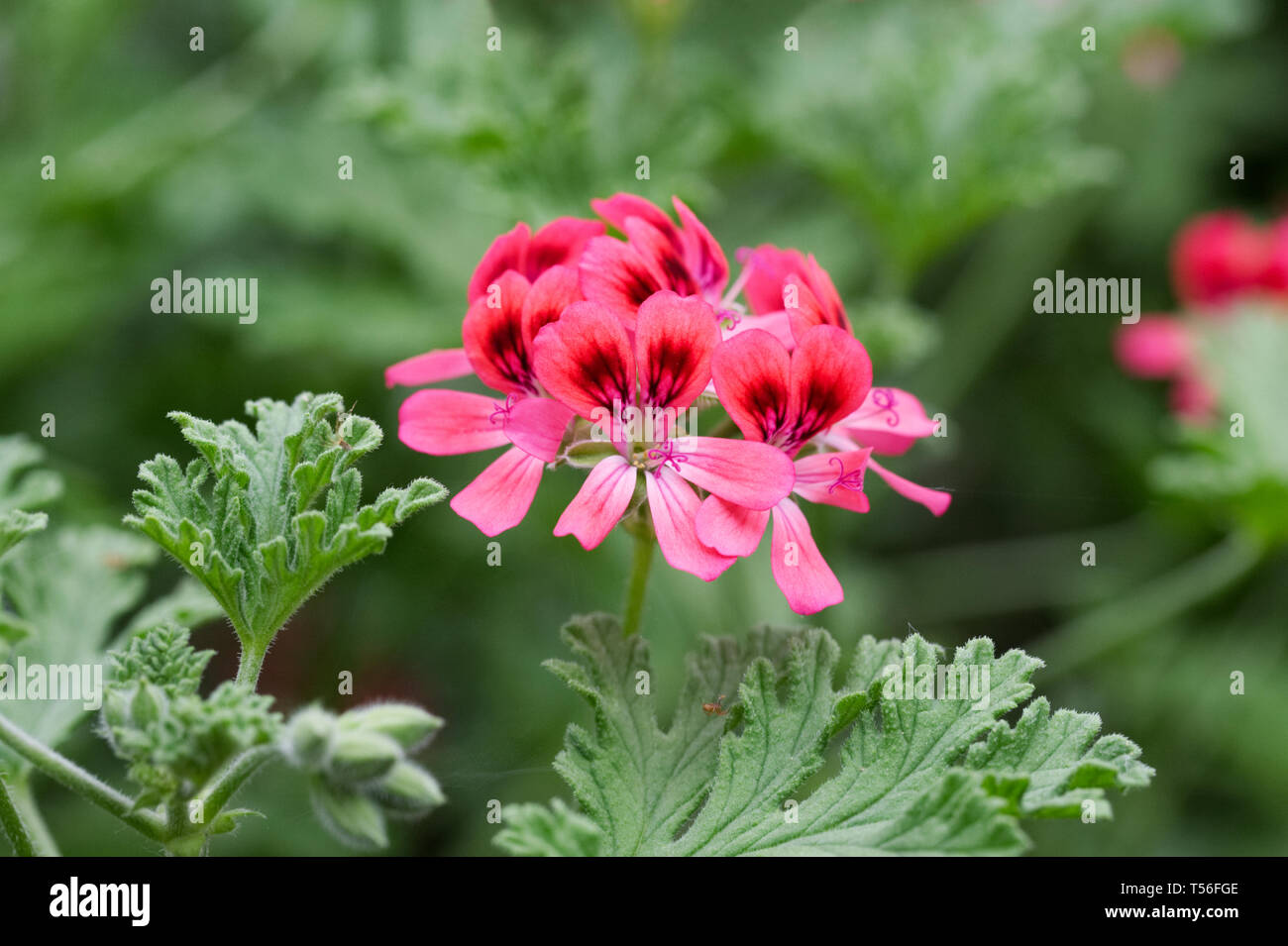 Pelargonium cultivar hi-res stock photography and images - Alamy