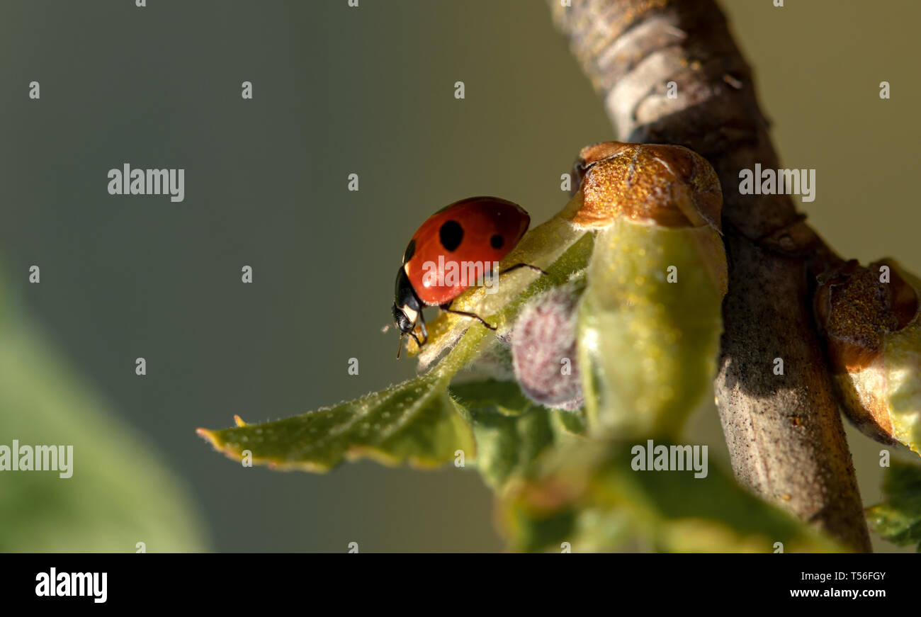 Close up of a ladybug on a branch hi-res stock photography and images ...