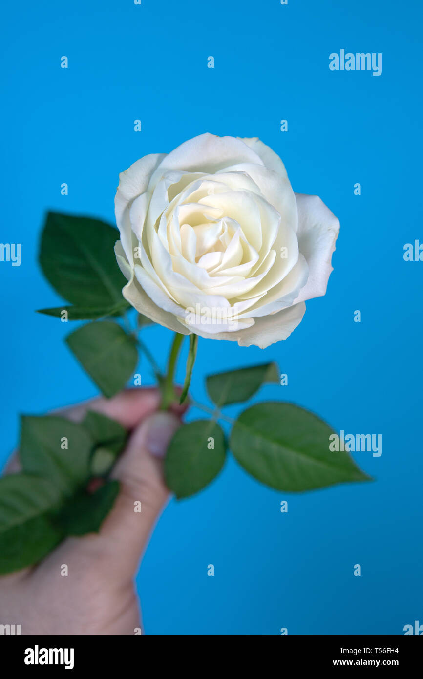 mans hand holding a white rose on blue background Stock Photo - Alamy