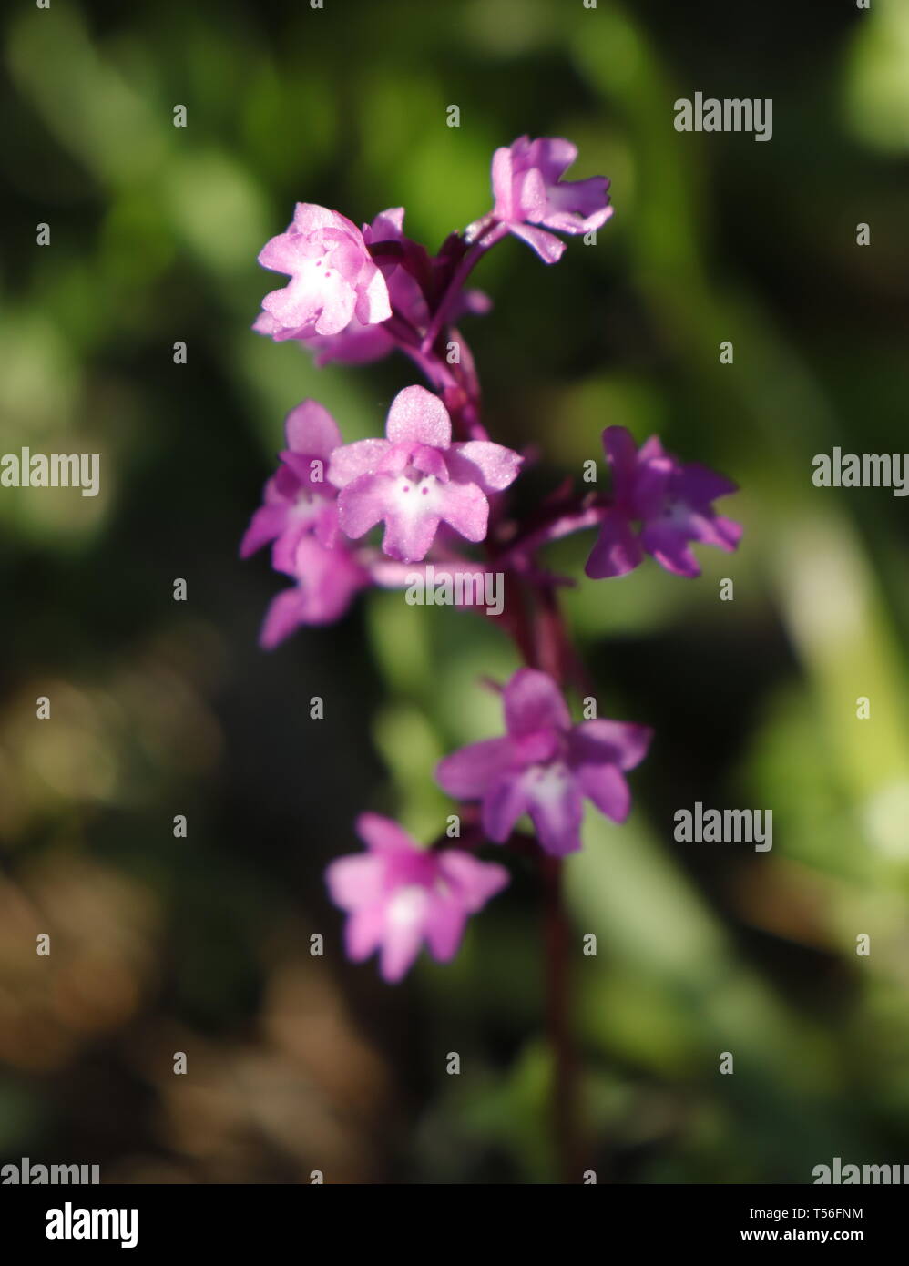 Four-spotted orchis (Orchis quadripunctata) in Mljet island, Croatia ...