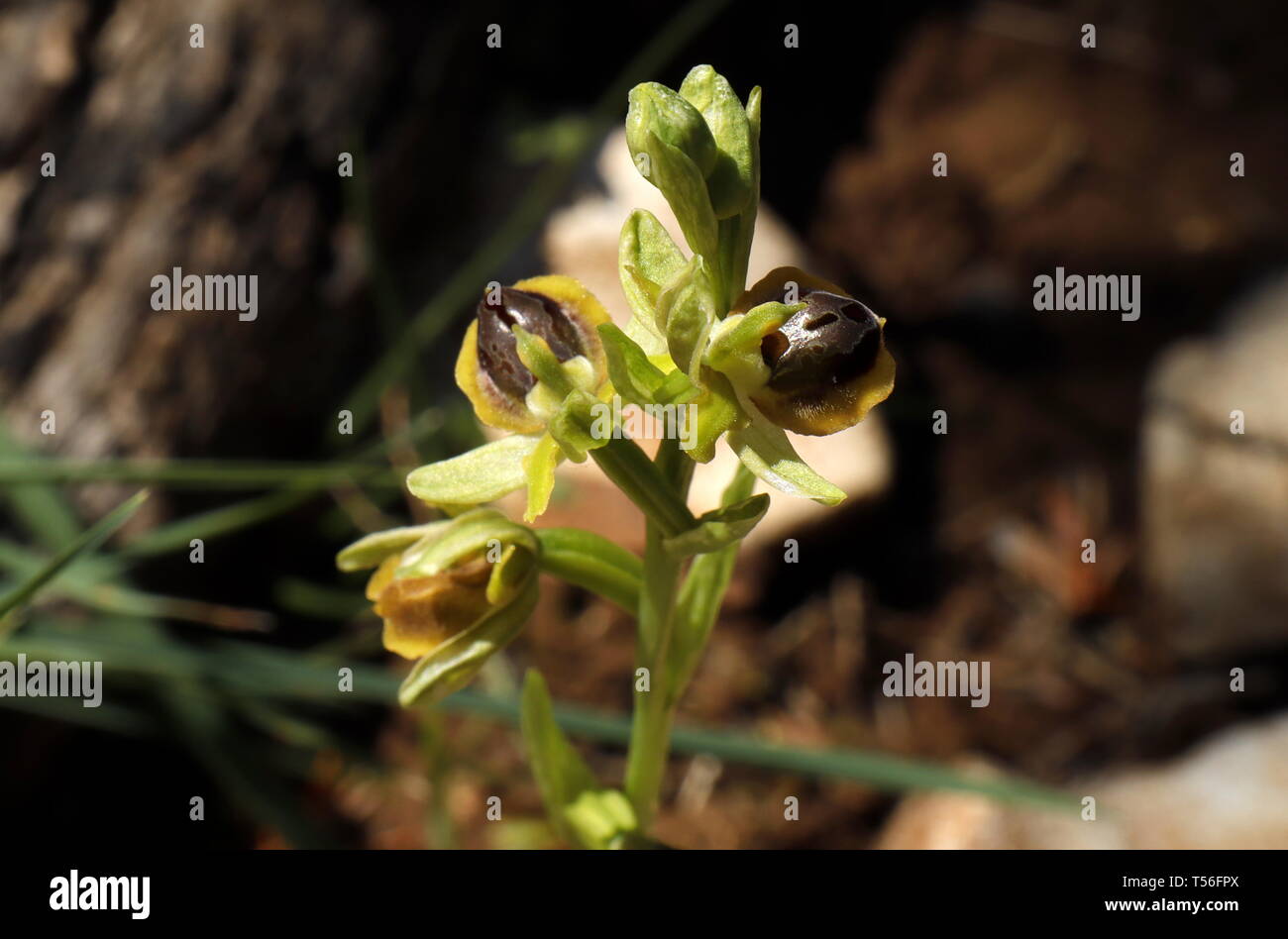 Ophrys genus hi-res stock photography and images - Alamy