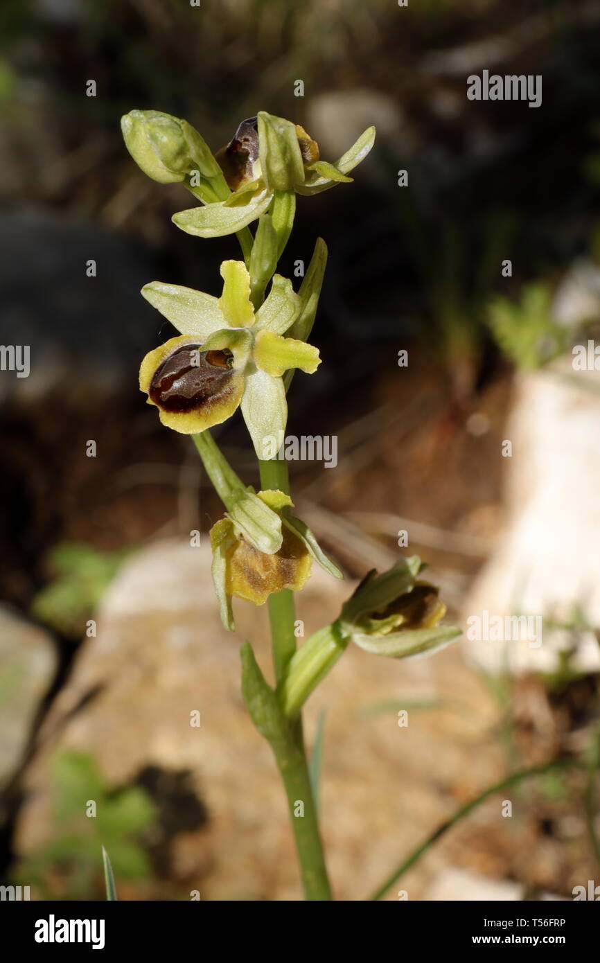 Ophrys genus hi-res stock photography and images - Alamy