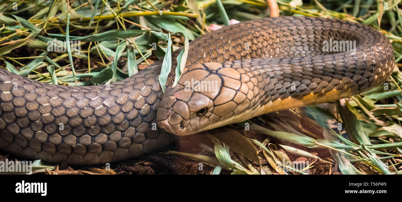 Elapidae Stock Photos & Elapidae Stock Images - Alamy